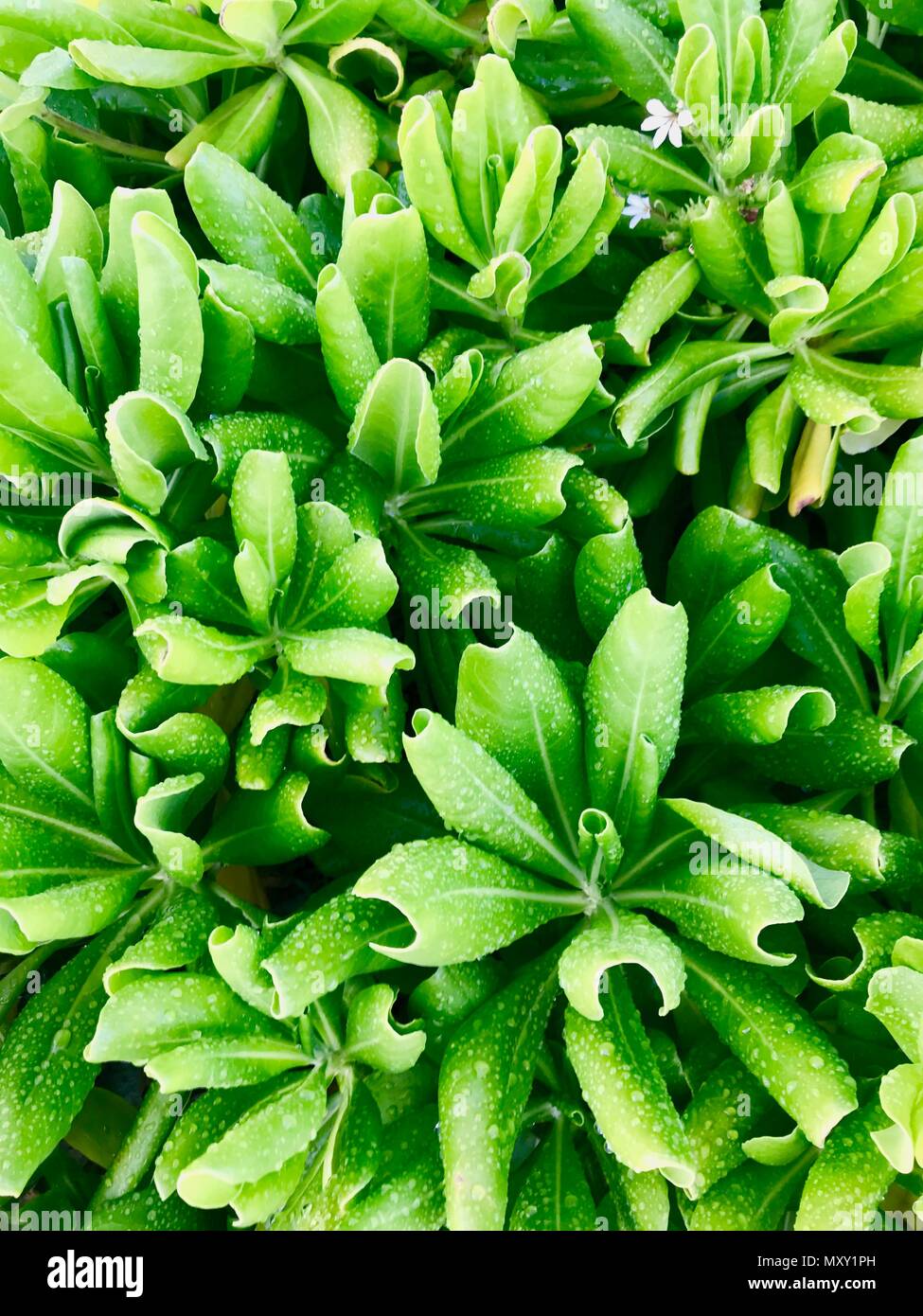 Lush green Crassulaceae (stonecrop family) plant on the beach of ...