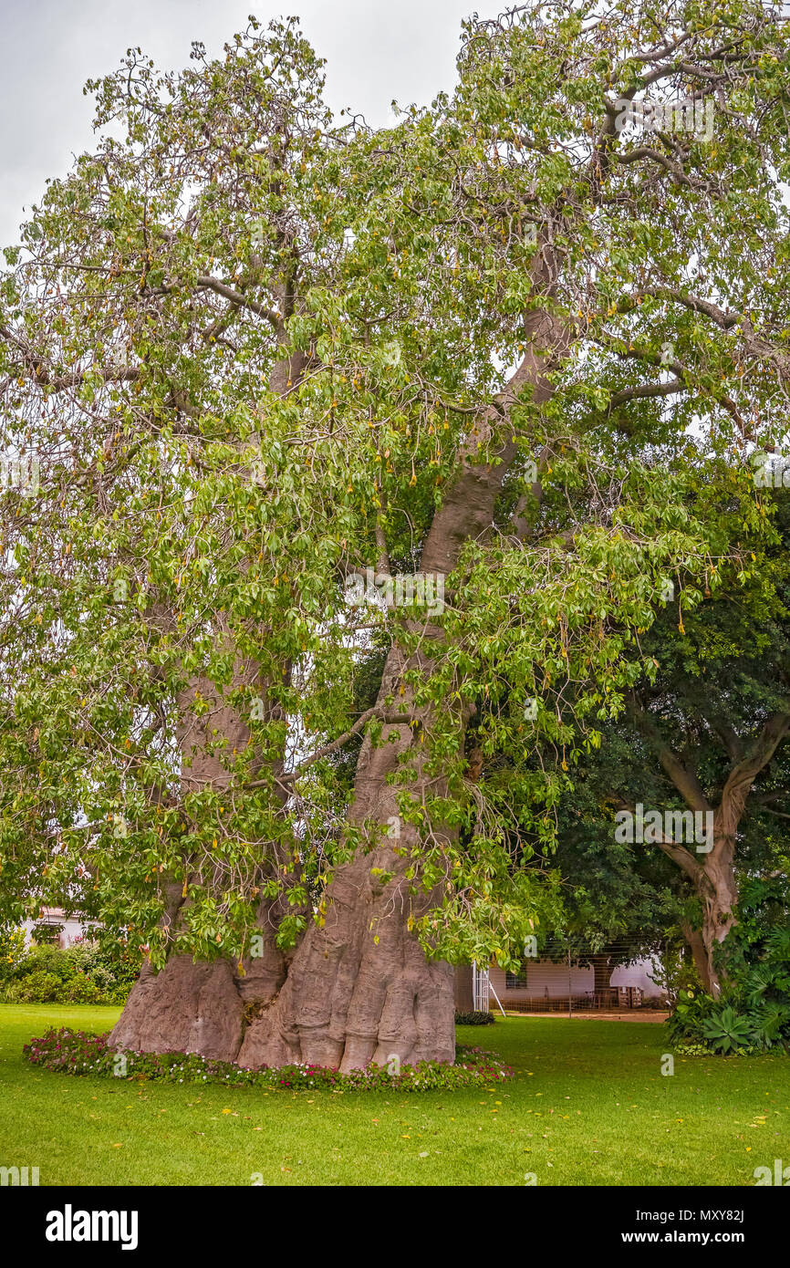 Old baobab tree hi-res stock photography and images - Alamy