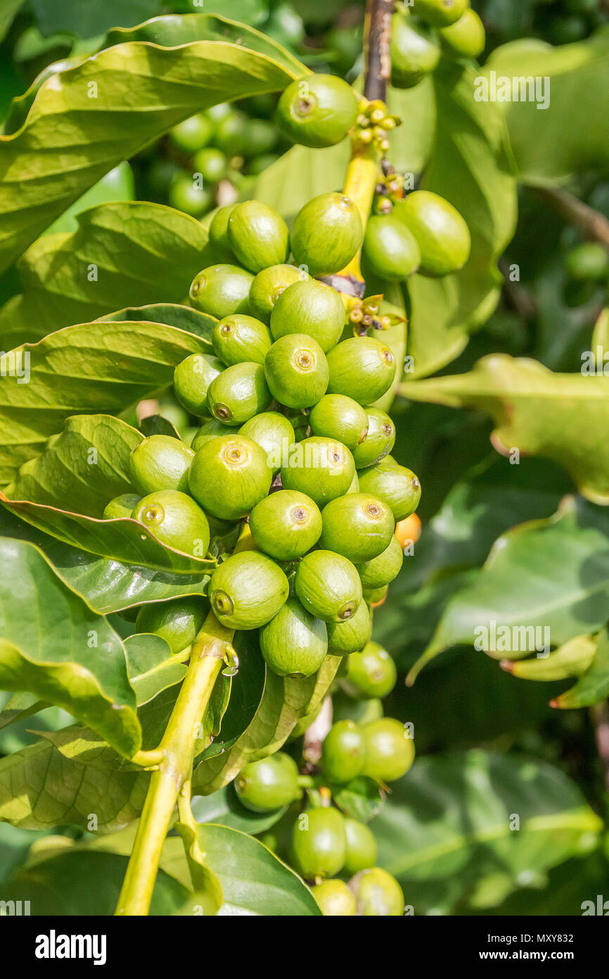 Coffee plant. Green coffee beans on a branch of coffee tree Stock Photo ...
