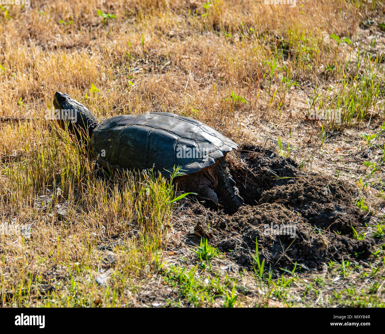 Snapping turtle laying eggs hi-res stock photography and images - Alamy