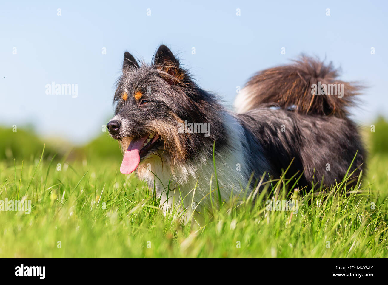 picture of an Elo dog who walks on the meadow Stock Photo - Alamy