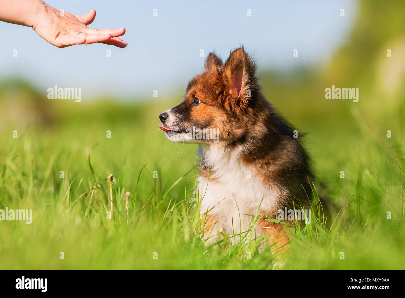 picture of a person who gives an Elo puppy a hand sign Stock Photo - Alamy