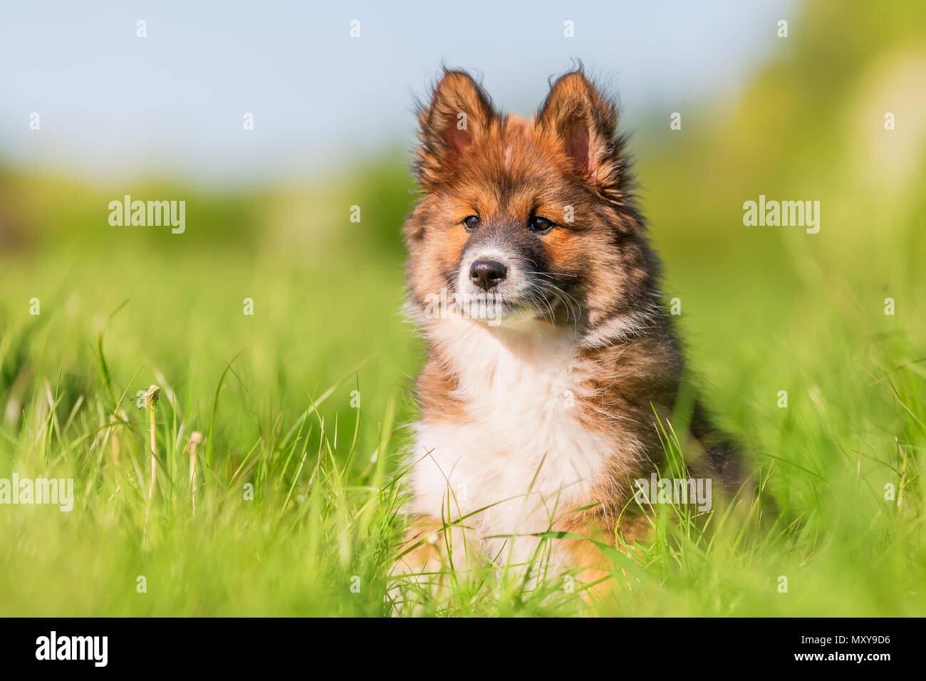 portrait of an Elo puppy on a meadow Stock Photo - Alamy