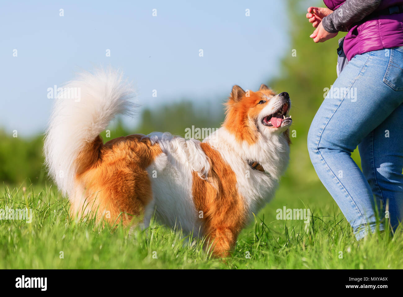 picture of a person who gives his Elo dog a treat Stock Photo - Alamy