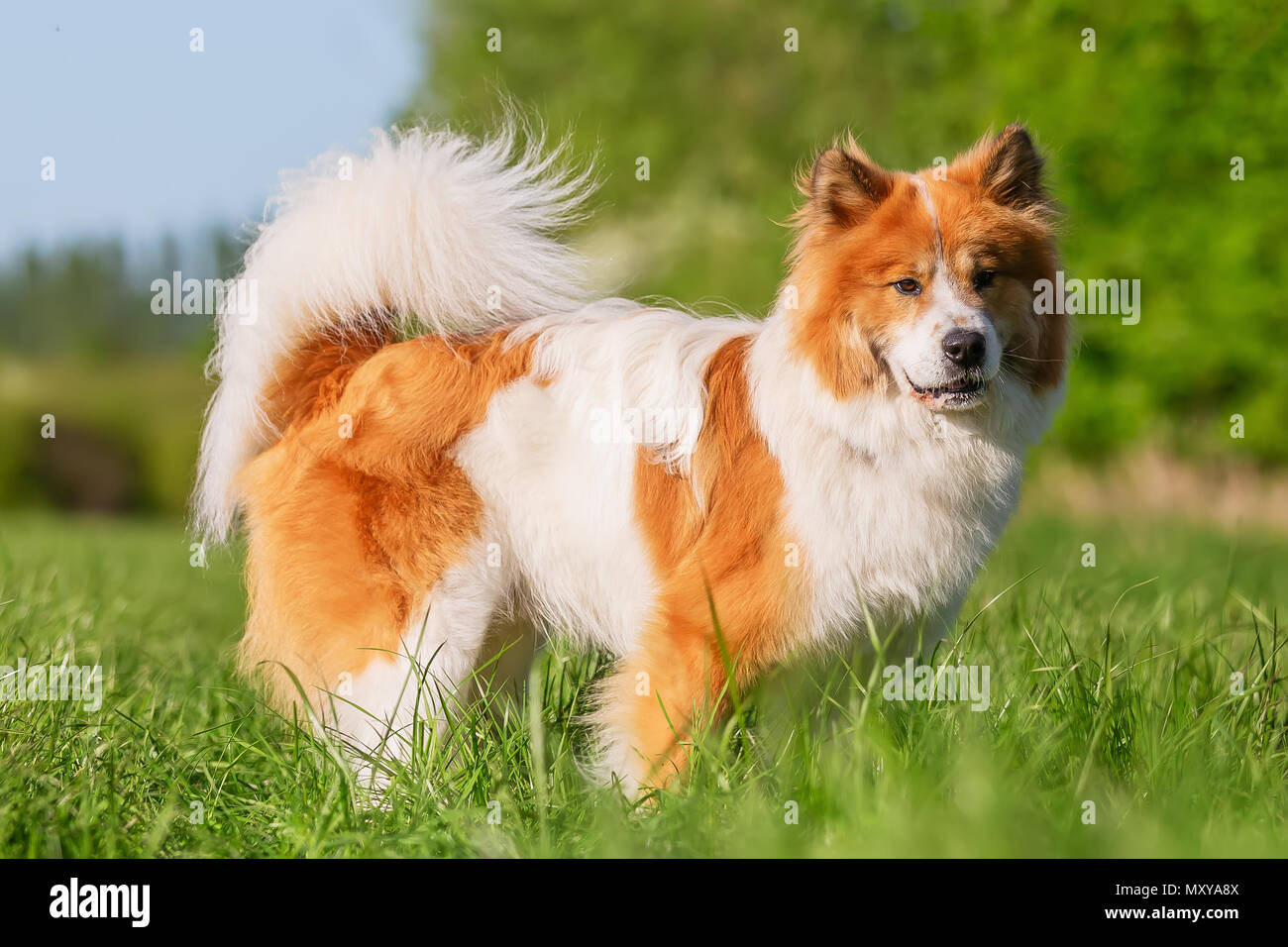 Elo blue hi-res stock photography and images - Alamy