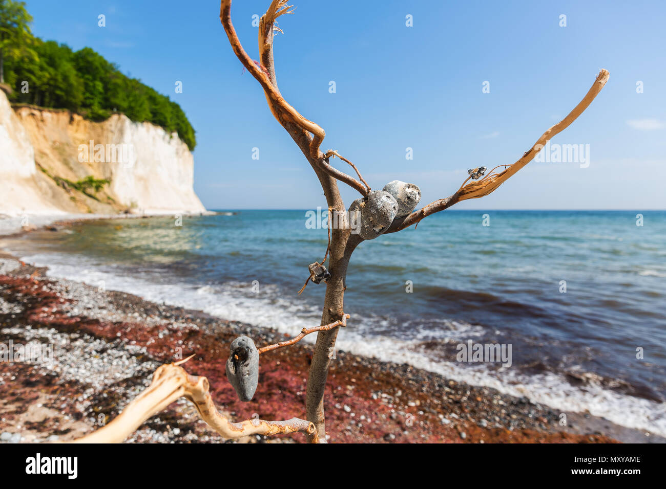 dead tree with typical adder stones at the chalk cliffs of Ruegen ...