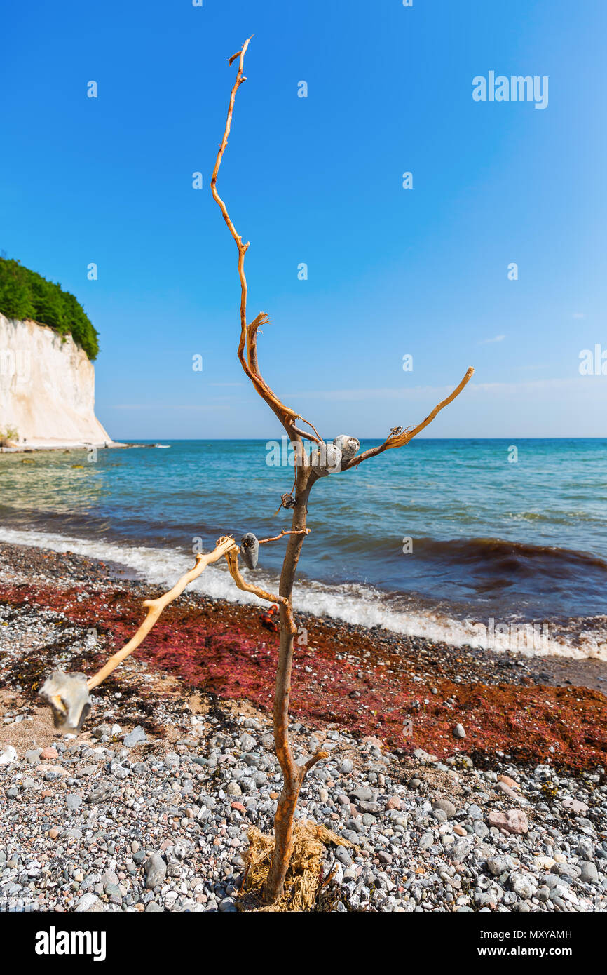 dead tree with typical adder stones at the chalk cliffs of Ruegen ...