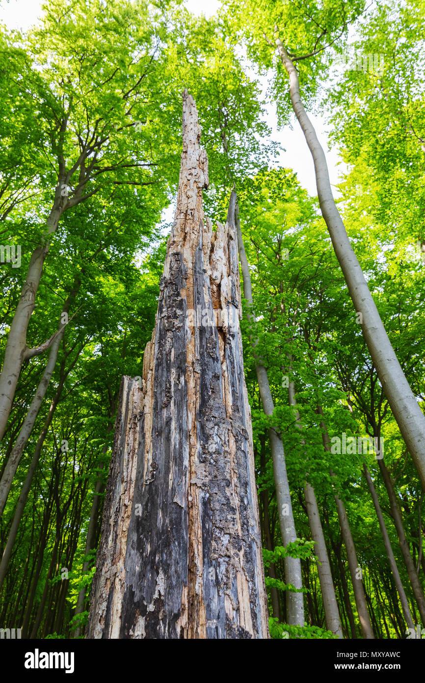 picture of a dead tree inside the beech forest of Jasmund National Park ...