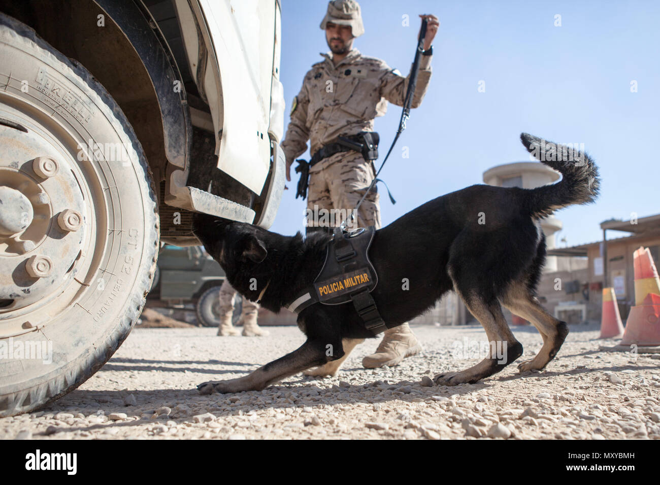 A Spanish military police officer guides Vili, an explosives detection ...