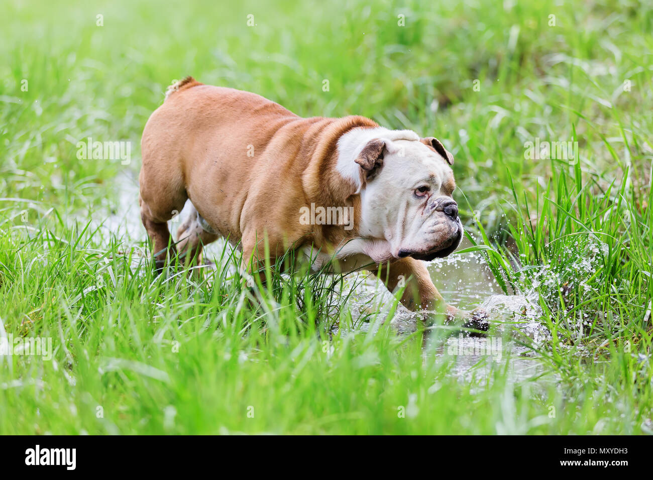 picture of an English bulldog who walks through a puddle Stock Photo ...