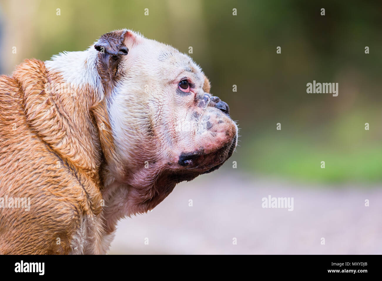 head shot picture of a cute English bulldog Stock Photo - Alamy
