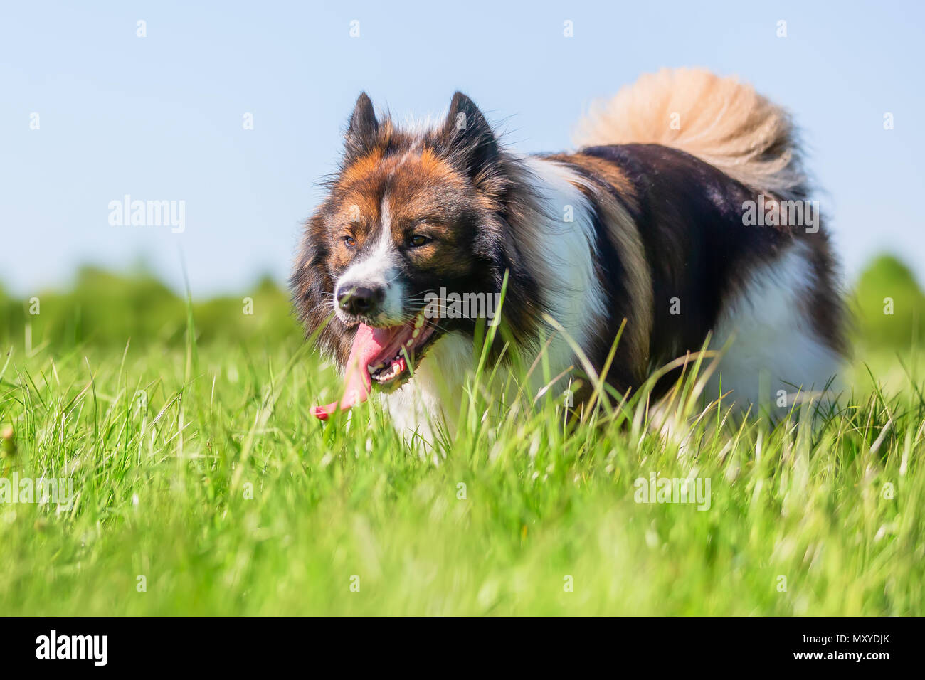 picture of a male Elo dog who walks on the meadow Stock Photo - Alamy