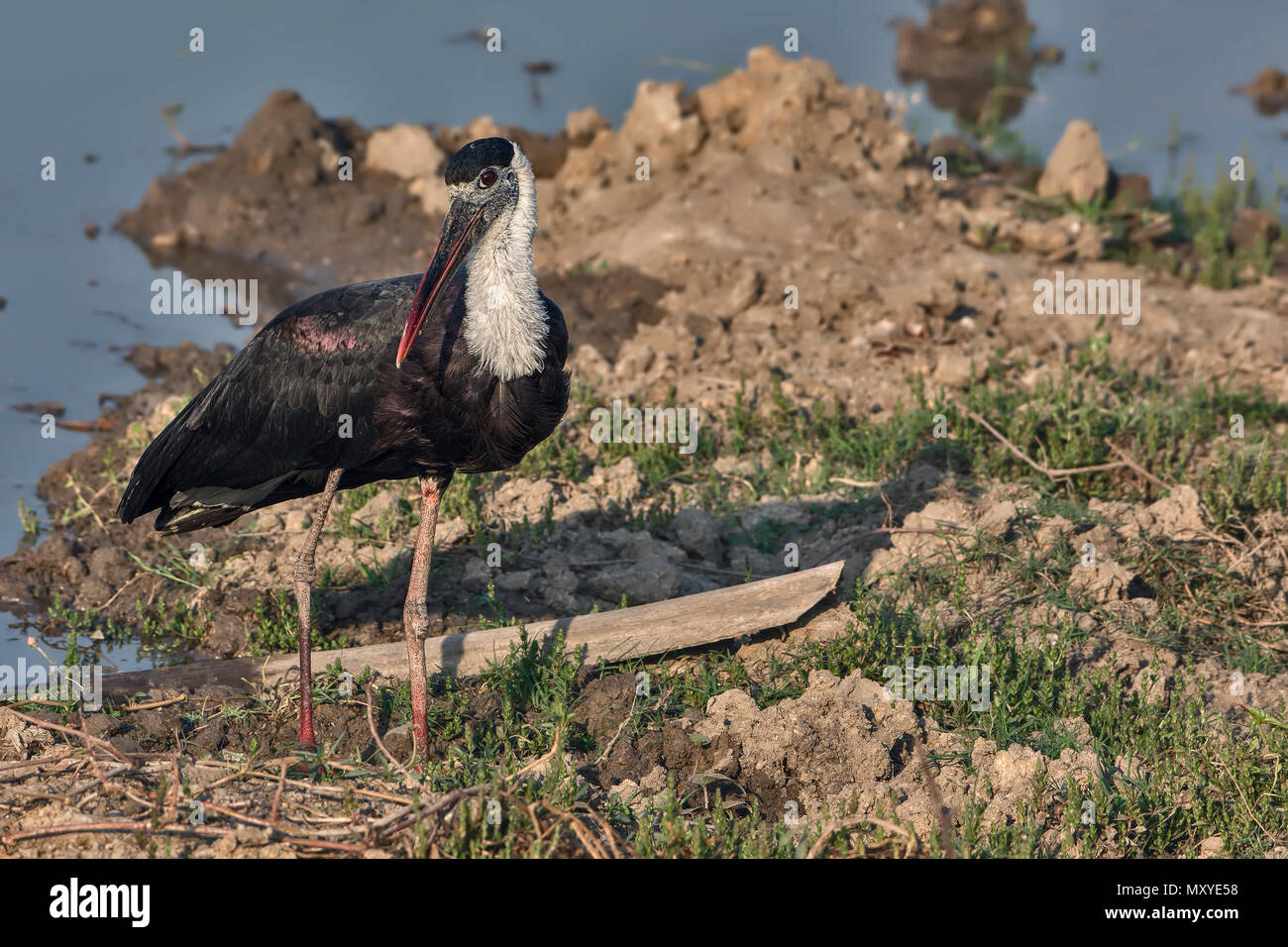 Wooly Necked Stork (Ciconia episcopus) Or White Necked Stork Stock ...