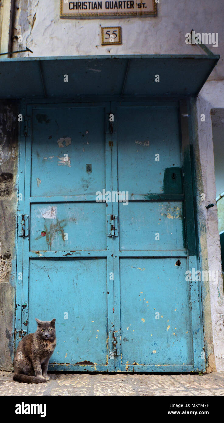 A cat in the old city of Jerusalem Stock Photo - Alamy