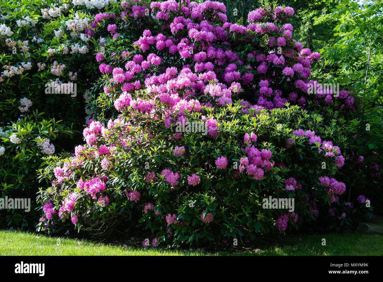 Rhododendron bushes in springtime form a colorful fence line in ...