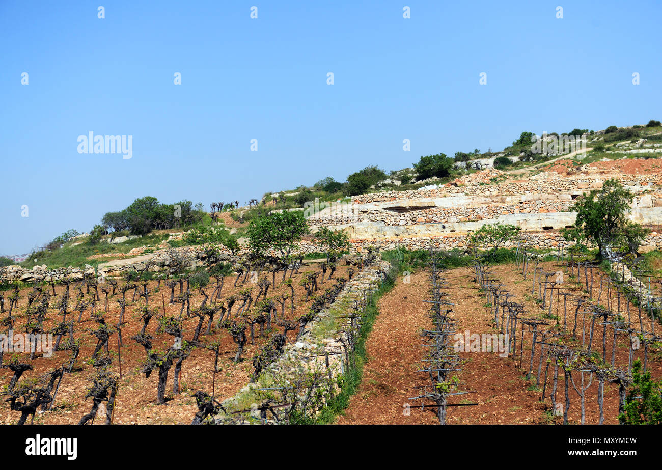 Israeli vineyards in the West Bank Stock Photo - Alamy