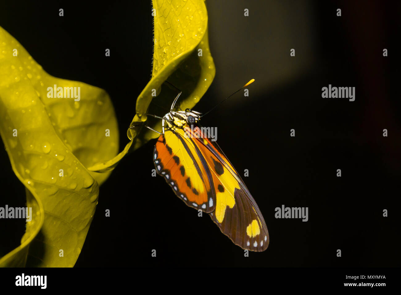 Night butterfly hi-res stock photography and images - Alamy