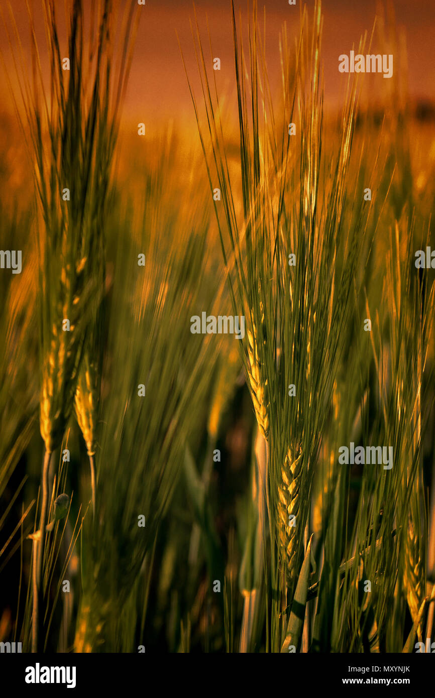 Grow barley hi-res stock photography and images - Alamy