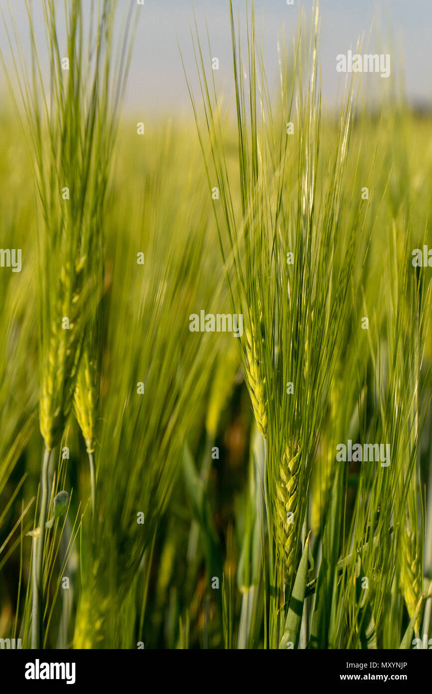 Agriculture crop barley hi-res stock photography and images - Alamy