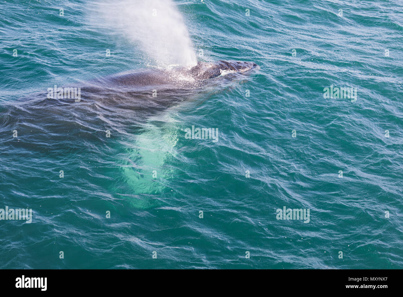 Whale blowing hi-res stock photography and images - Alamy