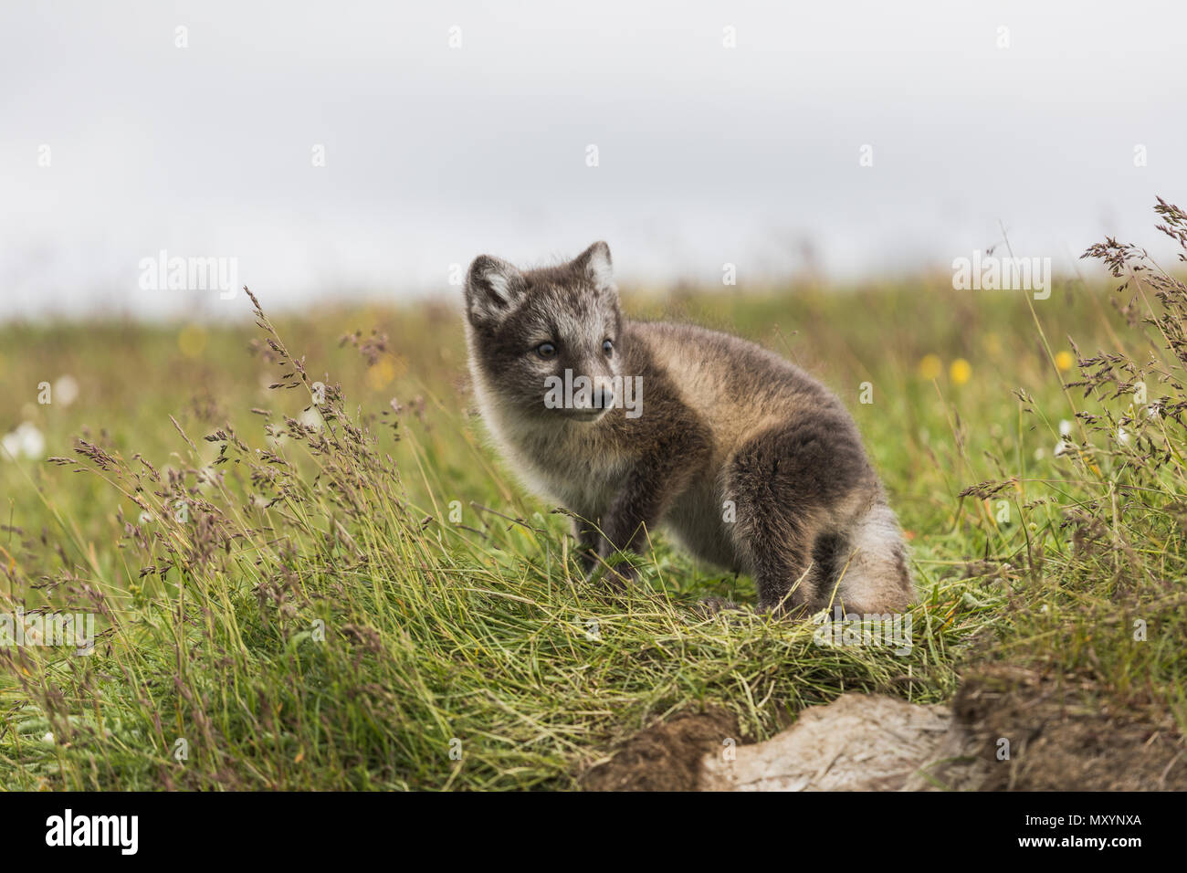 Grey Fox Cub High Resolution Stock Photography and Images - Alamy