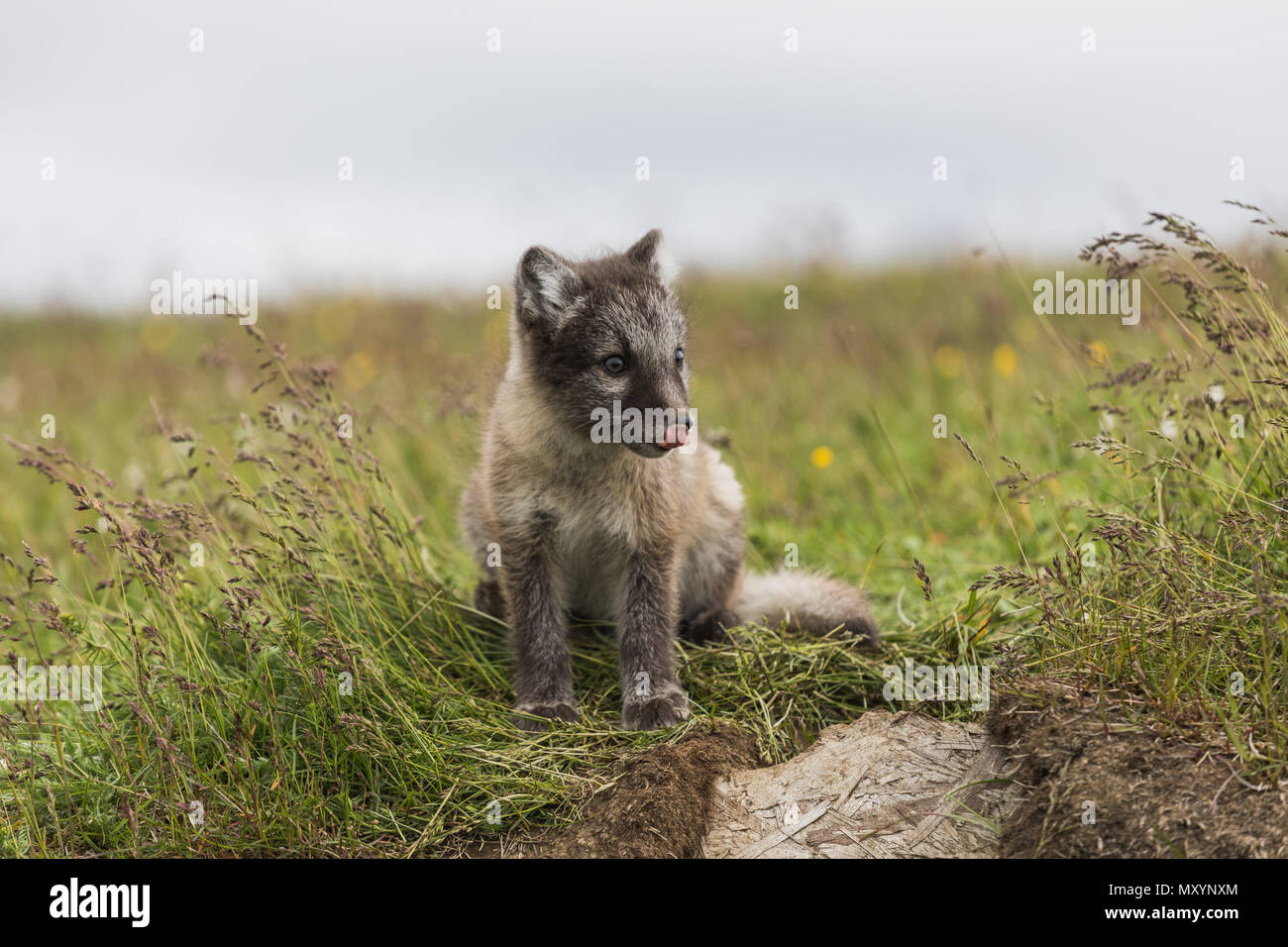 Grey Fox Cub High Resolution Stock Photography and Images - Alamy