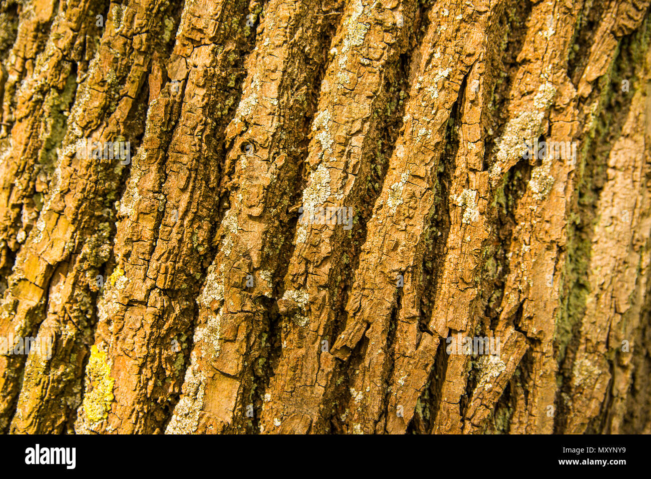 bark of a lime tree Stock Photo - Alamy