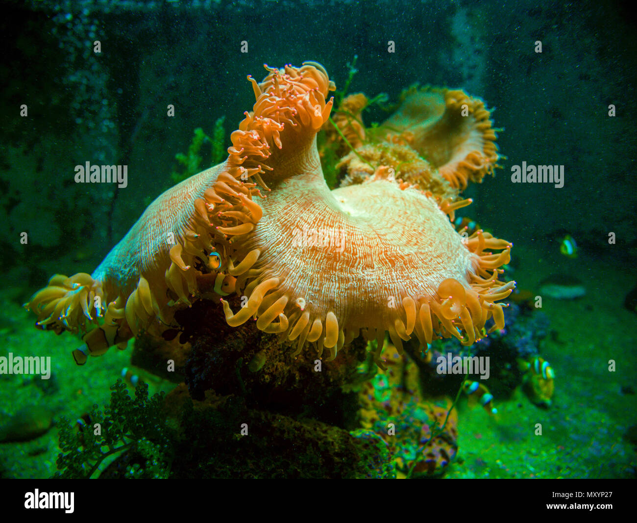 Nemo reef andaman hi-res stock photography and images - Alamy