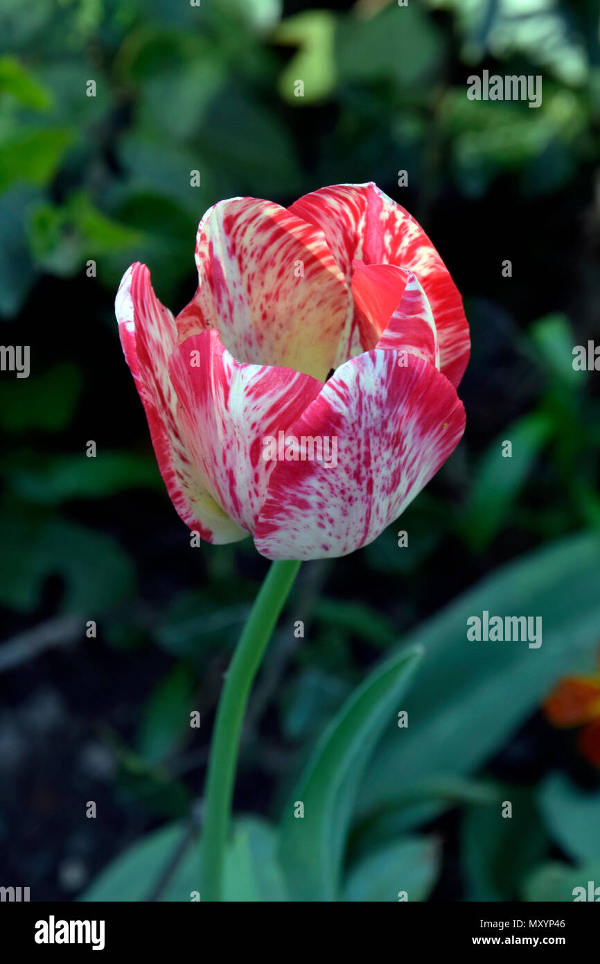 Red and white streaked tulip, affected by mosaic virus Stock Photo - Alamy