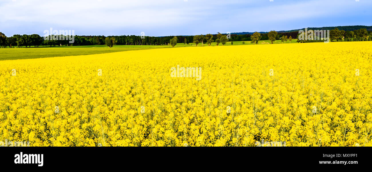 Rapeseed fields, panorama with flowers on field of rape, landscape ...