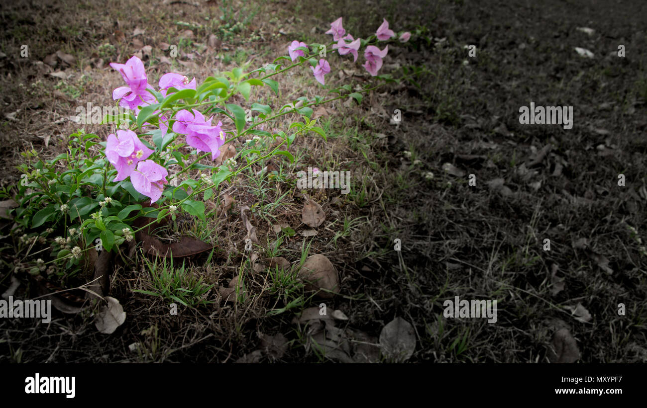 Alone flower grass hi-res stock photography and images - Alamy