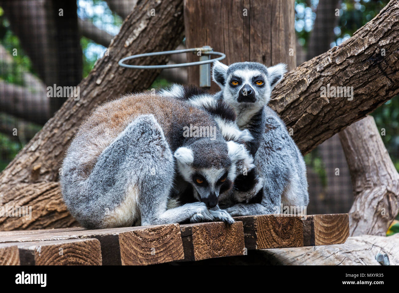 Two lemurs with a sad look sit clinging to each other Stock Photo - Alamy