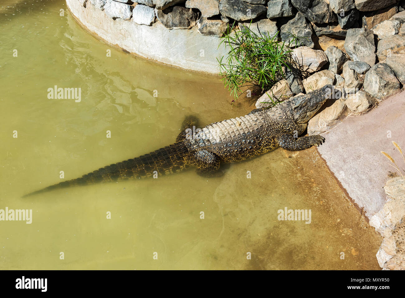 Crocodile crawled out of the water and basking in the sun. Predatory ...