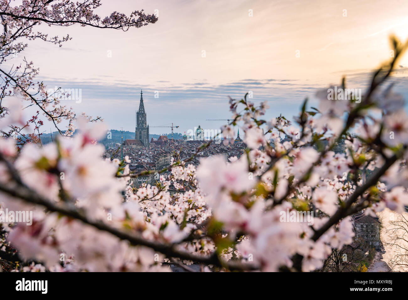 city of Bern during Cherry blossom in spring Stock Photo - Alamy