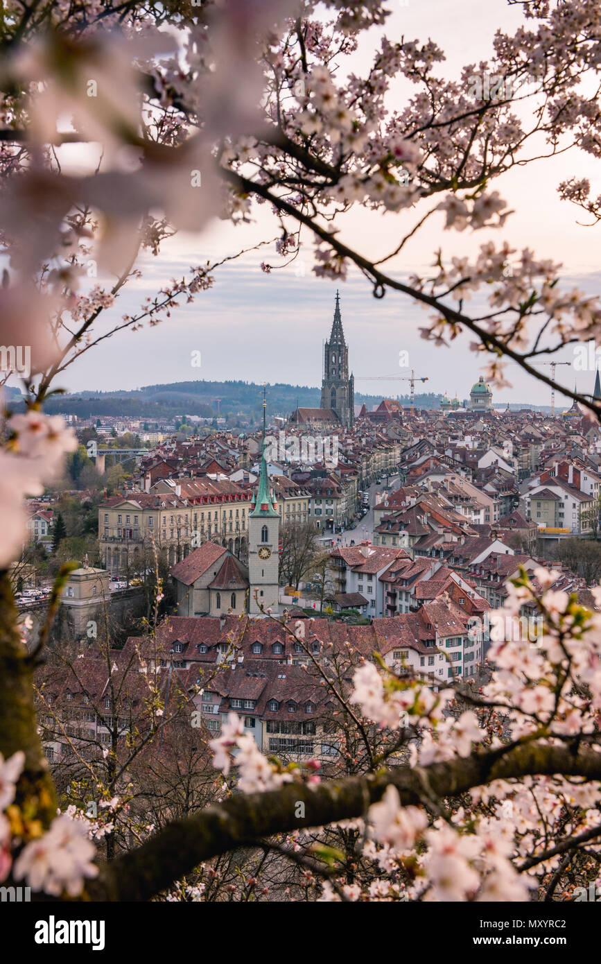 city of Bern during Cherry blossom in spring Stock Photo - Alamy
