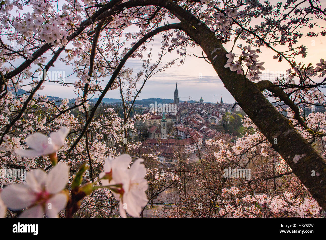 city of Bern during Cherry blossom in spring Stock Photo - Alamy