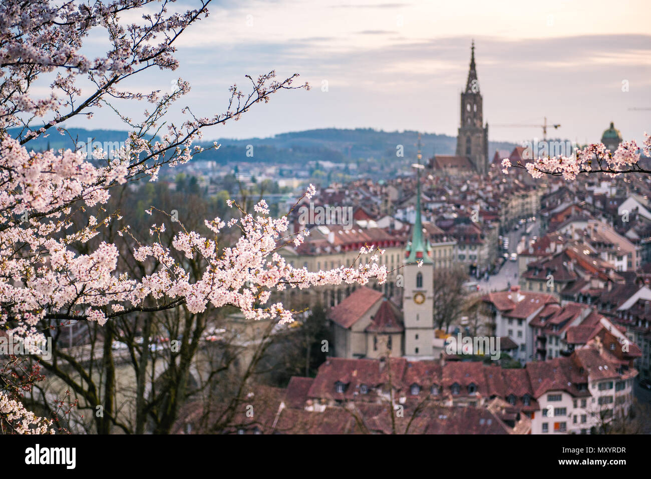 Cherry blossom sight hi-res stock photography and images - Alamy