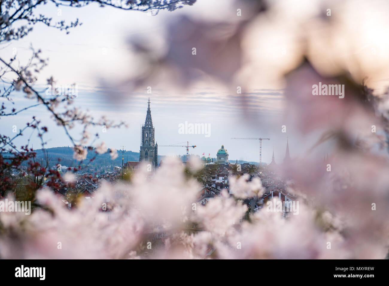 city of Bern during Cherry blossom in spring Stock Photo - Alamy