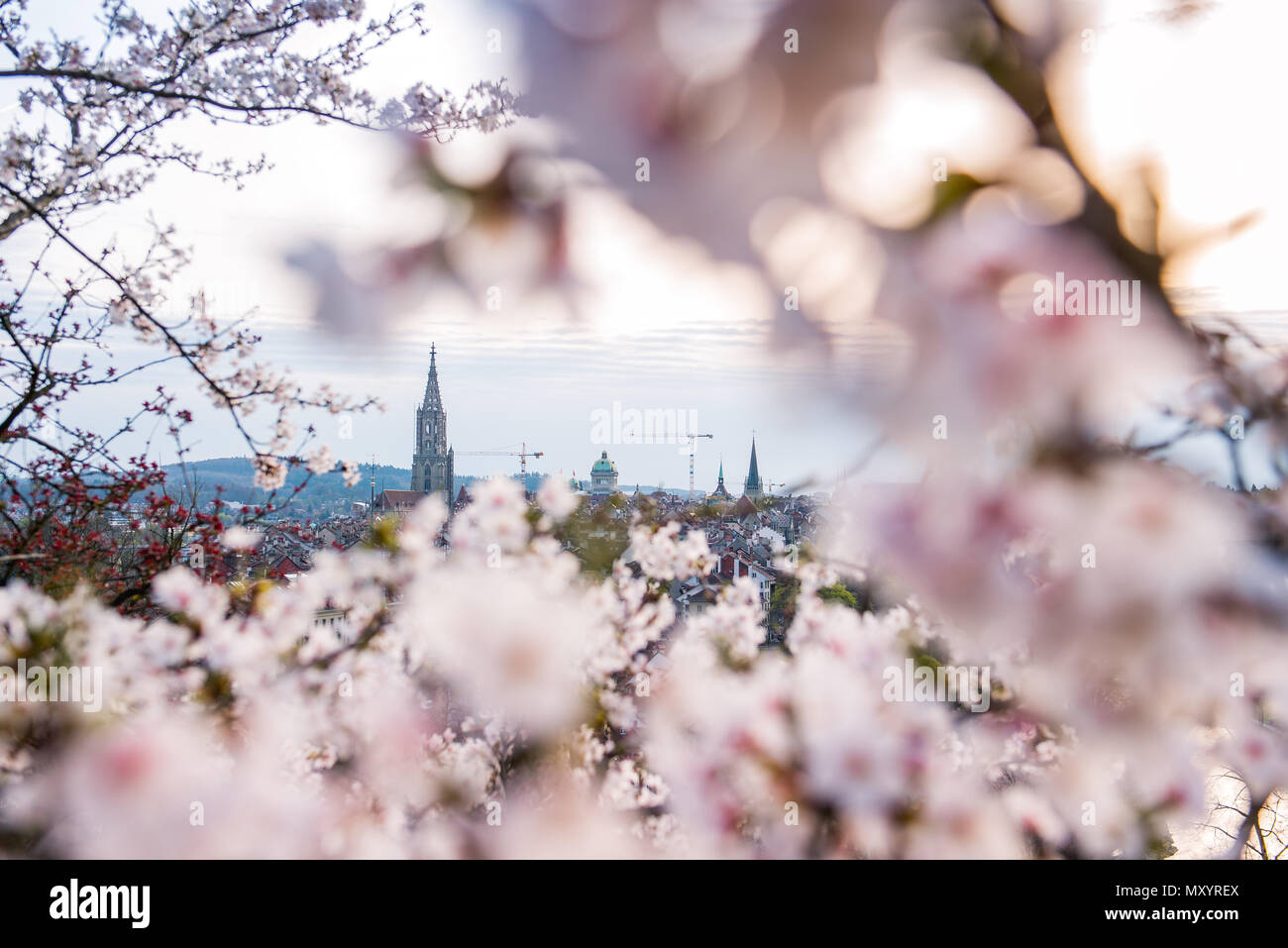 city of Bern during Cherry blossom in spring Stock Photo - Alamy