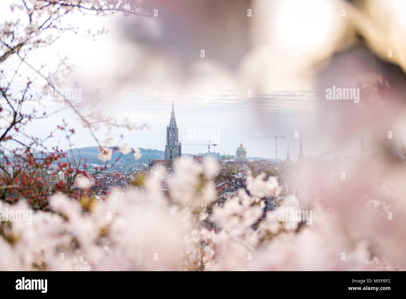 city of Bern during Cherry blossom in spring Stock Photo - Alamy