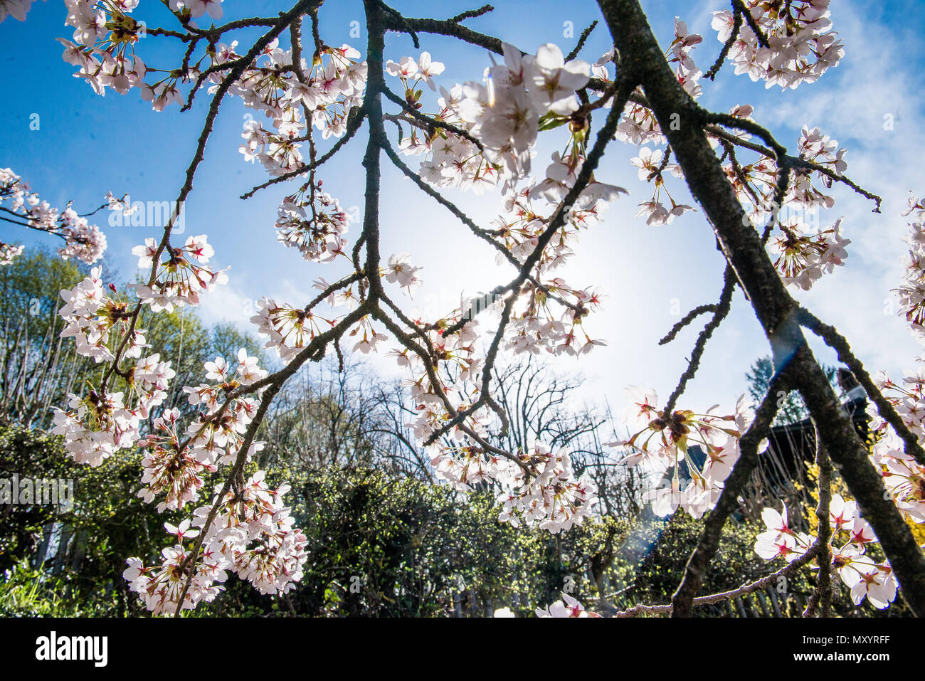 city of Bern during Cherry blossom in spring Stock Photo - Alamy