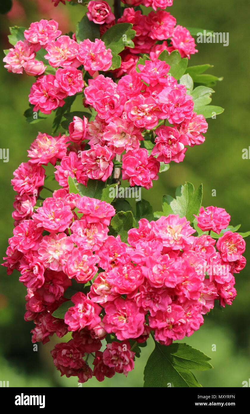 pink hawthorn in flower in May Latin crataegus laevigata or oxyacantha ...