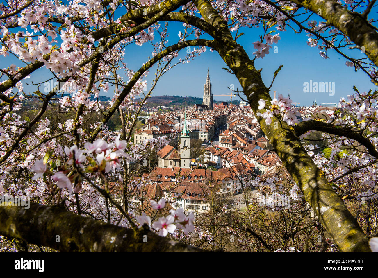 Sakura blumen hi-res stock photography and images - Alamy