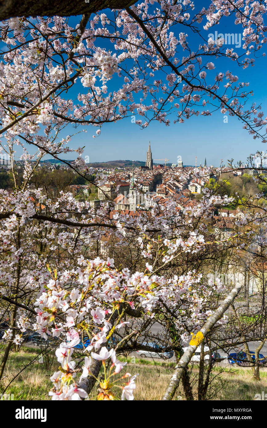 city of Bern during Cherry blossom in spring Stock Photo - Alamy