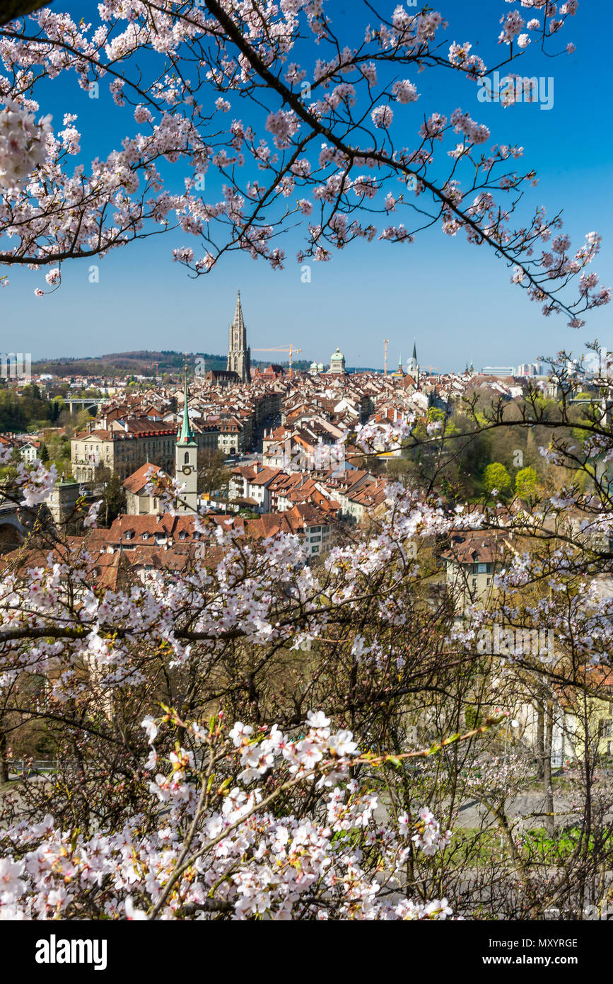 city of Bern during Cherry blossom in spring Stock Photo - Alamy