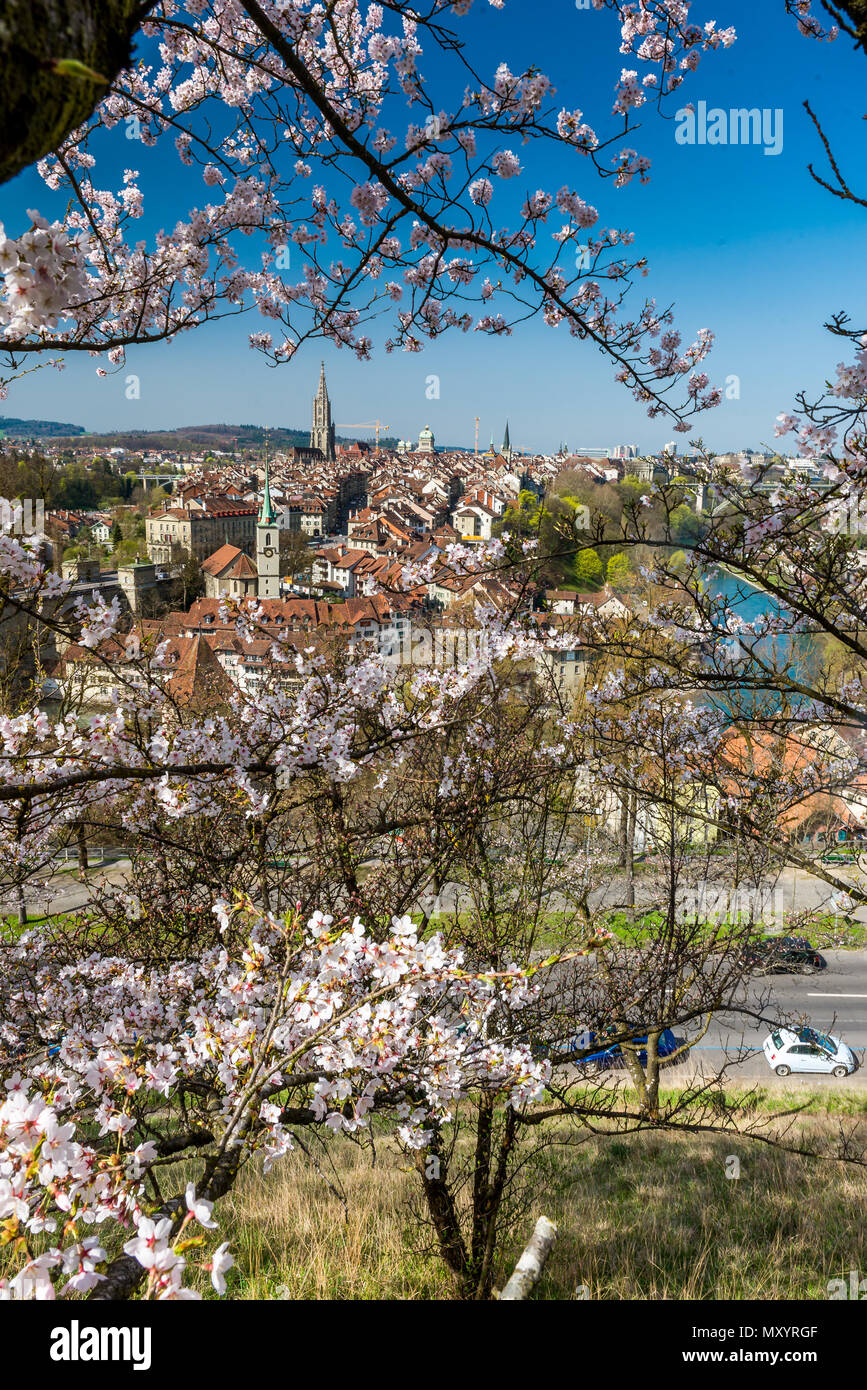 city of Bern during Cherry blossom in spring Stock Photo - Alamy