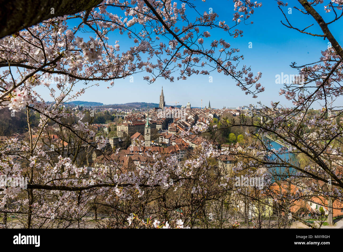 city of Bern during Cherry blossom in spring Stock Photo - Alamy