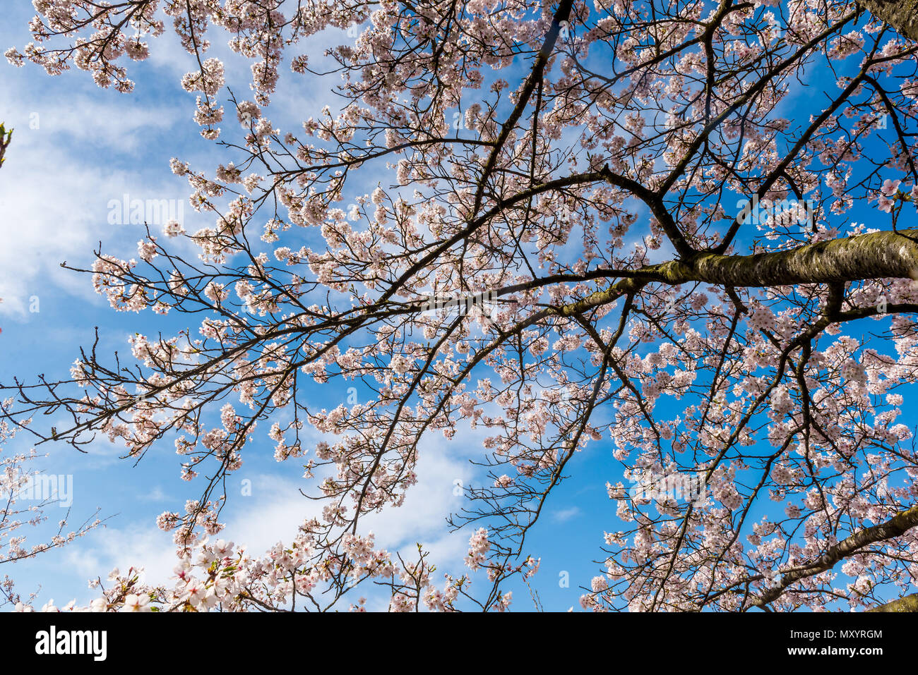 city of Bern during Cherry blossom in spring Stock Photo - Alamy