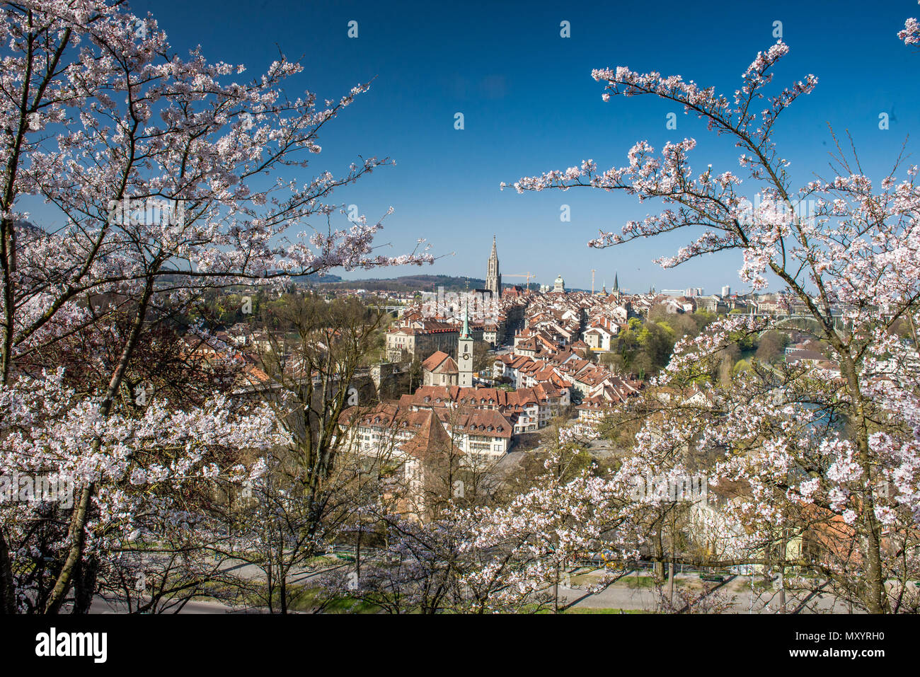 city of Bern during Cherry blossom in spring Stock Photo - Alamy