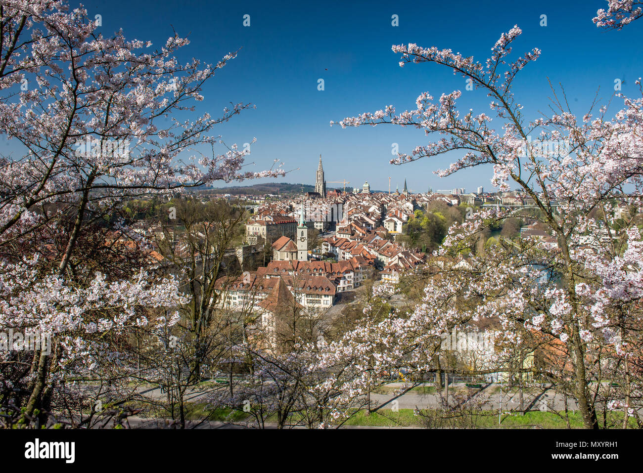 city of Bern during Cherry blossom in spring Stock Photo - Alamy